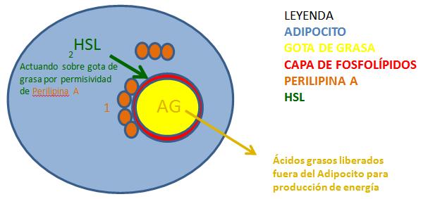 Acción sobre la perilipina A como estrategia farmacológica